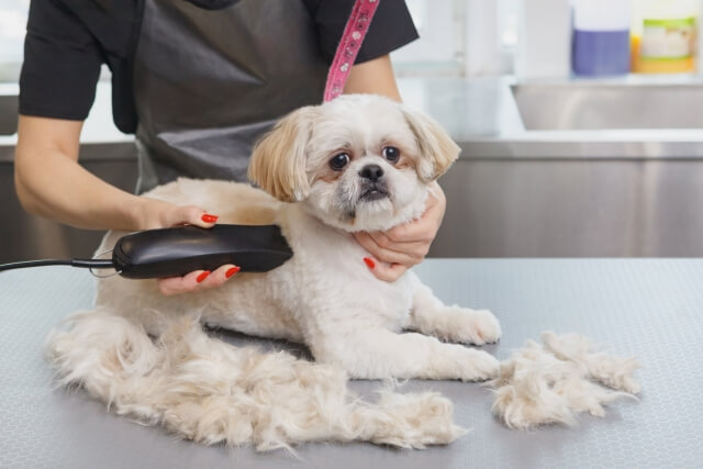 How Often Do I Need My Dog Groomed Pet Grooming Studio